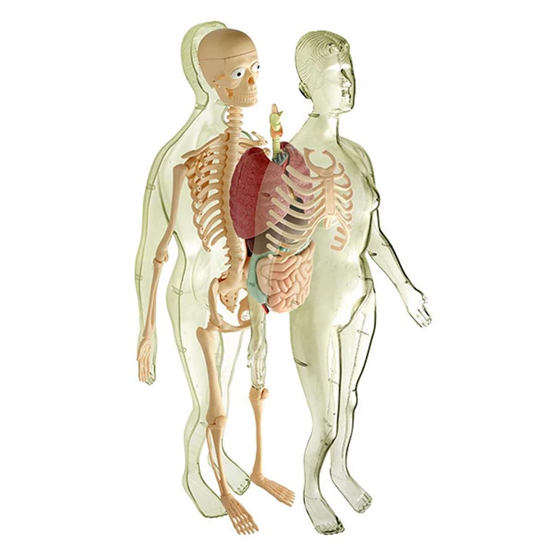 50 cm. (22″) Visible Female Anatomy Kit โครงสร้างอวัยวะมนุษย์แบบโปร่ง ...